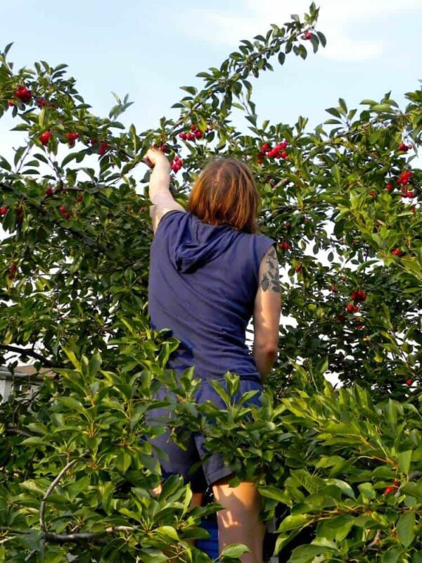 Finding Fruit - Operation Fruit Rescue Edmonton